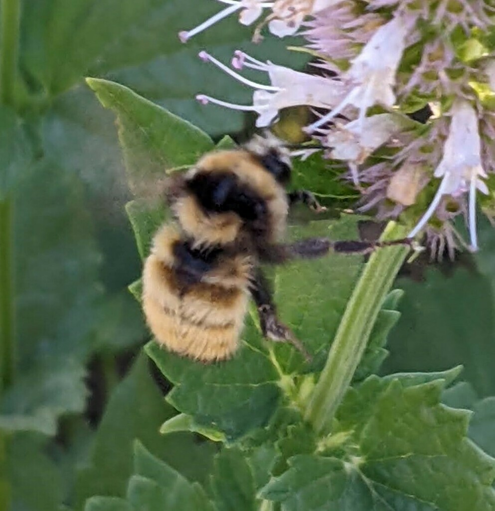 Bumble Bees from Cassia County, ID, USA on July 7, 2022 at 07:11 PM by ...