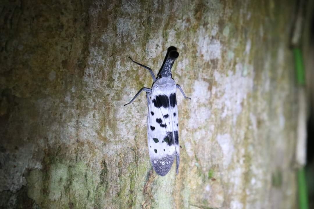 Pyrops clavatus (Westwood, 1839)