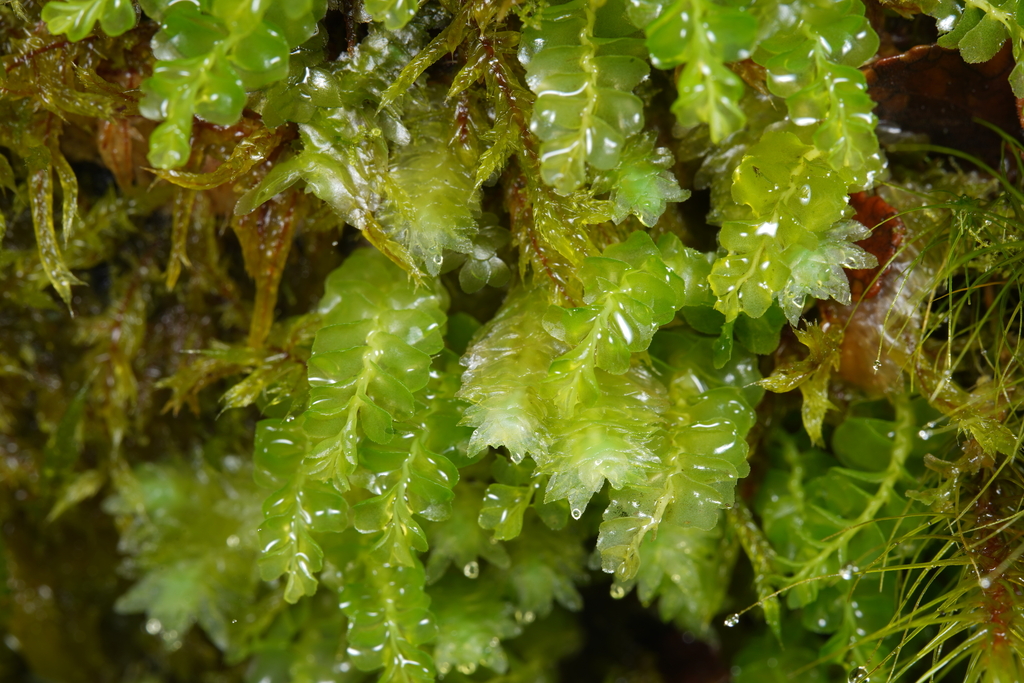 Acrobolbus pseudosaccatus from Florentine TAS 7140, Australia on July 9 ...