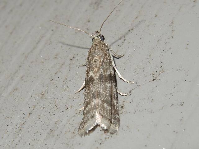 Mediterranean Flour Moth in July 2022 by privatenoaccess · iNaturalist