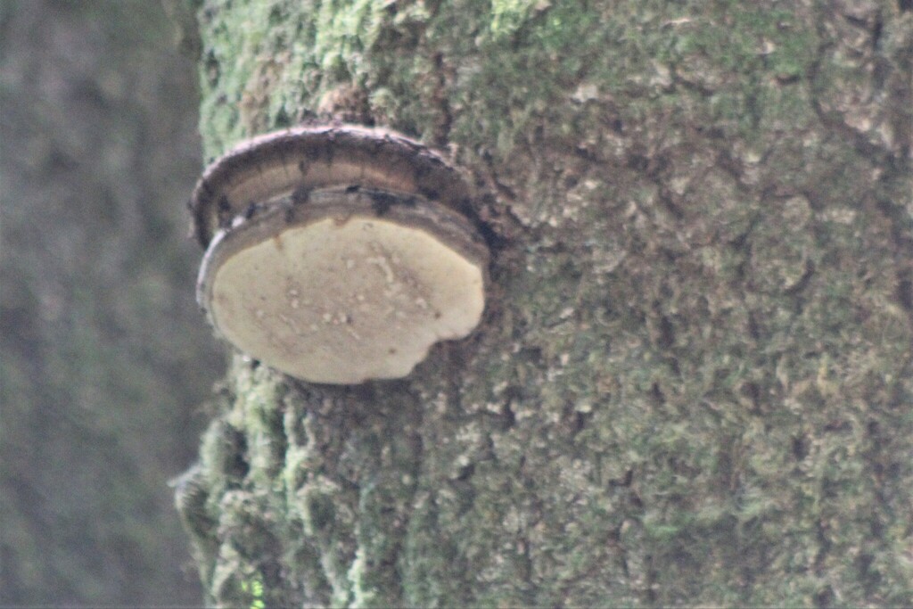 Ganoderma brownii from Kent Lake, California, USA on July 11, 2022 at ...