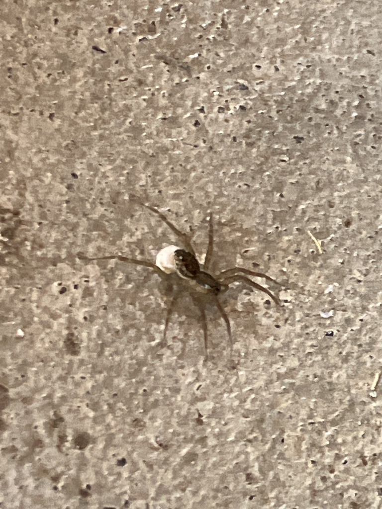 Wolf Spiders from Pioneers Park Nature Center, Lincoln, NE, US on July ...