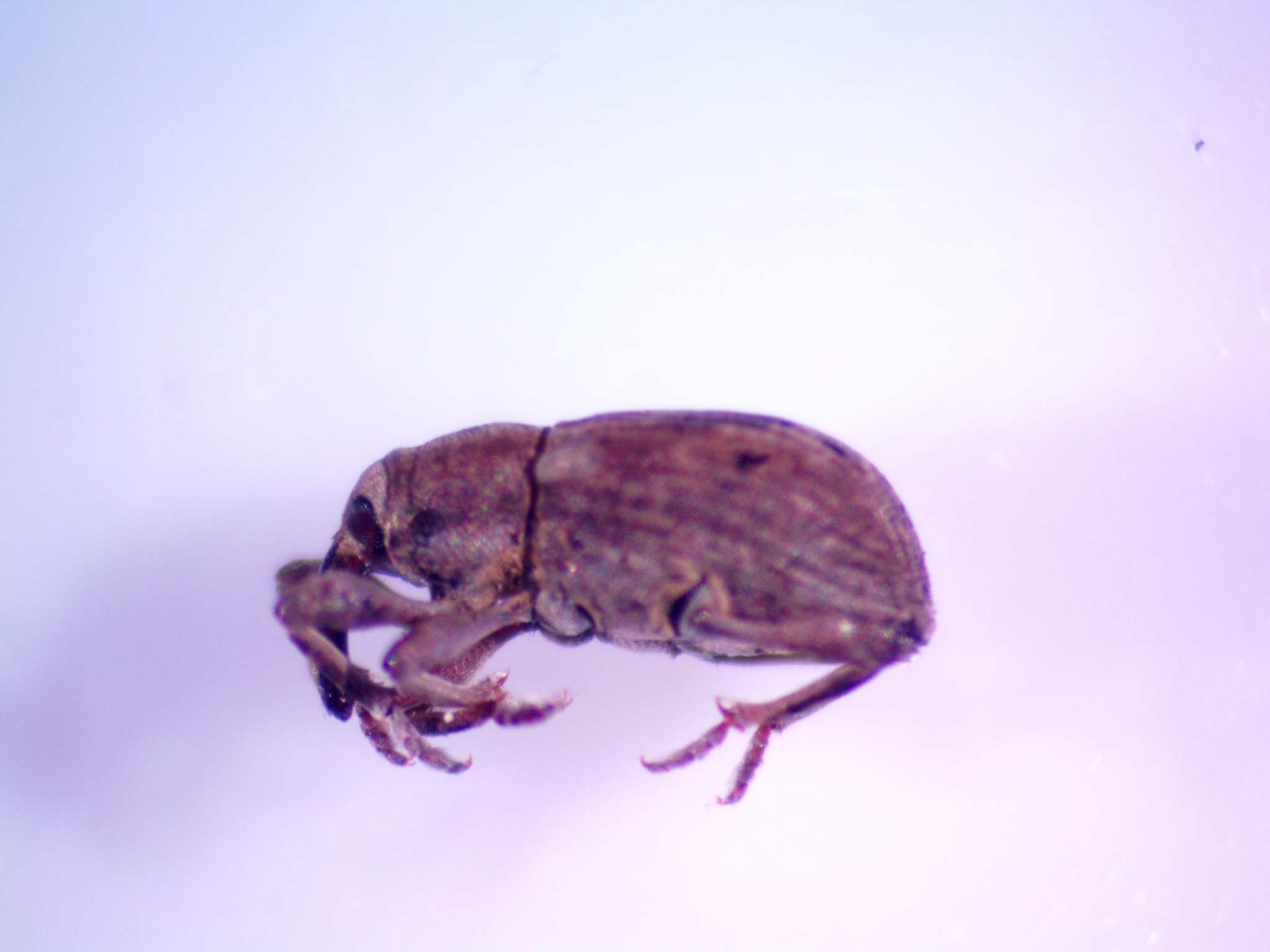 Neochetina eichhorniae Warner, 1970