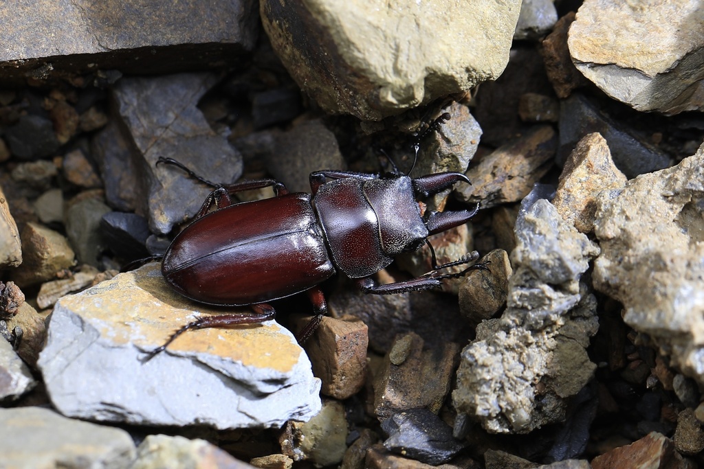 Lucanini from 323国道, 普洱市, 云南省, CN on July 06, 2022 at 07:54 PM by ...