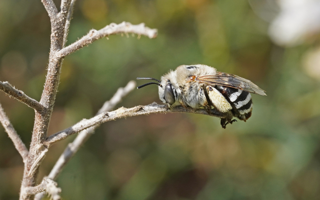 Four-striped Digger Bee from Las Palmas, Islas Canarias, Spain on ...