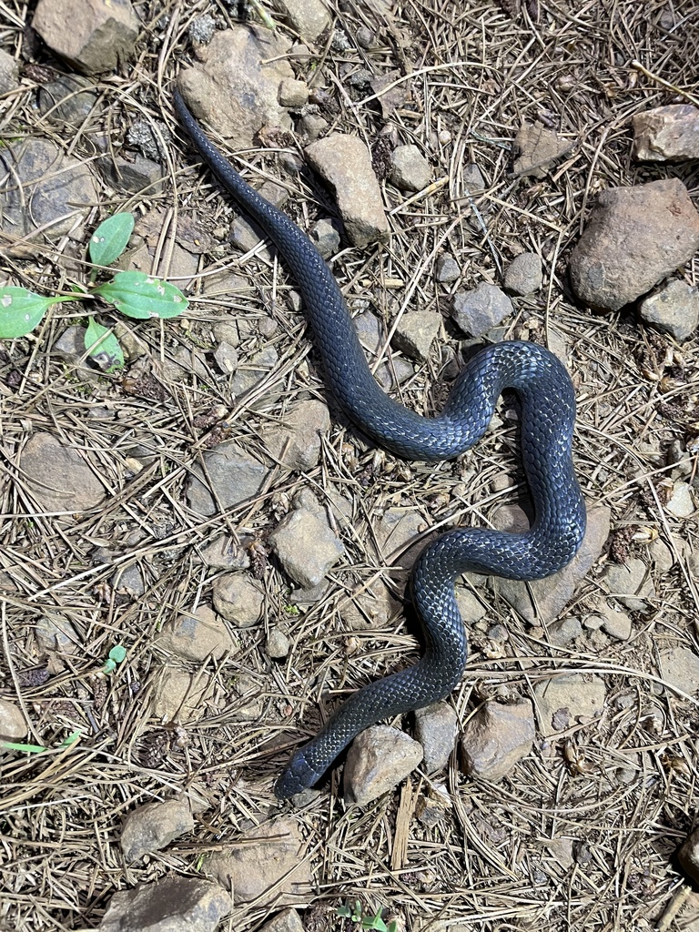 Blakeway’s Mountain Snake (Plagiopholis blakewayi) - Snakes and Lizards