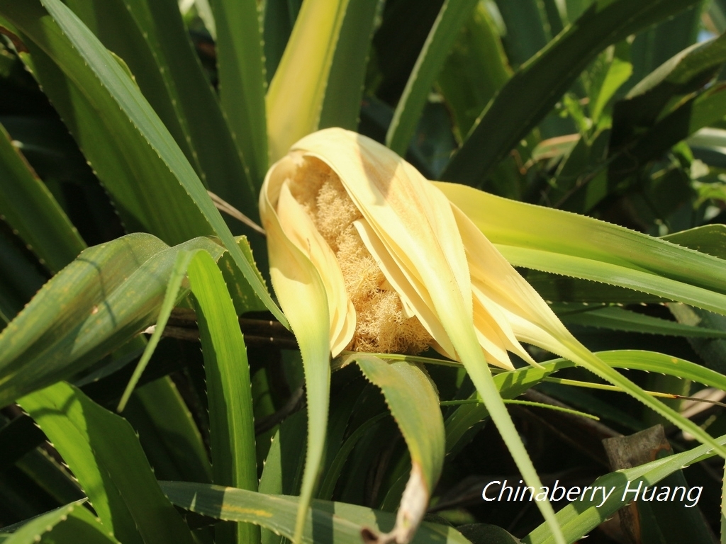 Screw-pine (Pandanus odorifer) - Botanical Realm
