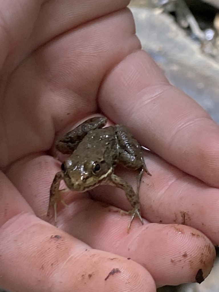 Green Frog from Hunting Valley, OH 44022, USA on July 11, 2022 at 11:00 ...