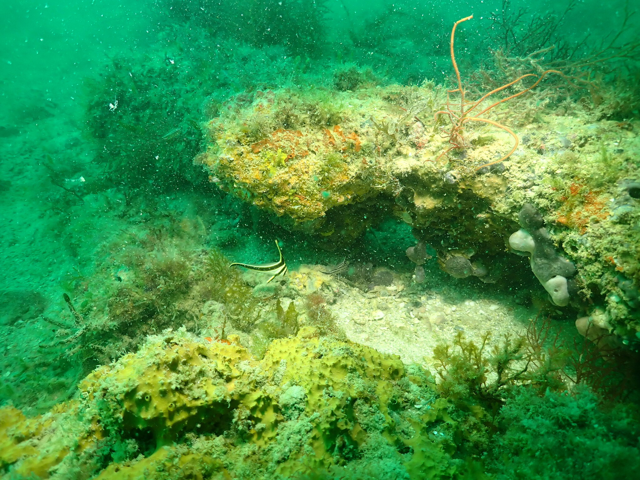 Equetus lanceolatus (Linnaeus, 1758)