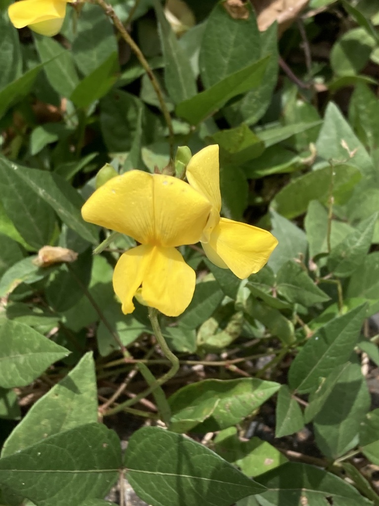Wild Cowpea from Puerto Rico, Ciales, Puerto Rico, US on July 12, 2022 ...