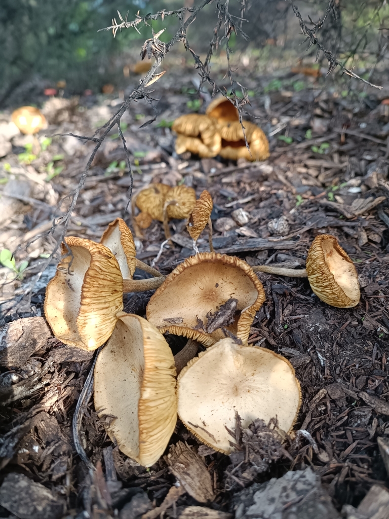 Mulch Fieldcap in June 2022 by Elle. I don't know what these were. They ...
