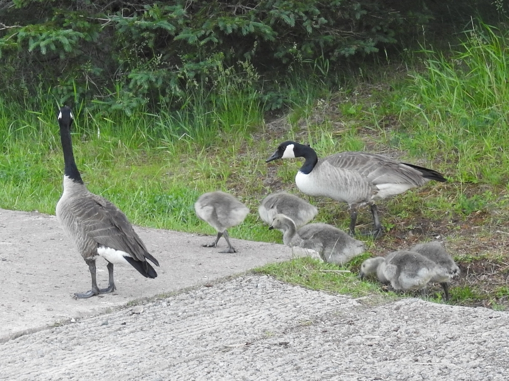 Canada Goose from Ontario P0T, Canada on July 07, 2022 at 06:25 AM by ...
