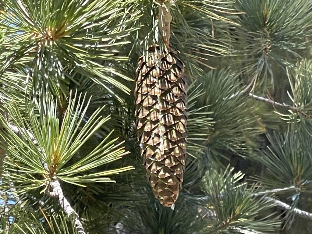 sugar pine from Sespe Wilderness, Maricopa, CA, US on July 09, 2022 at ...
