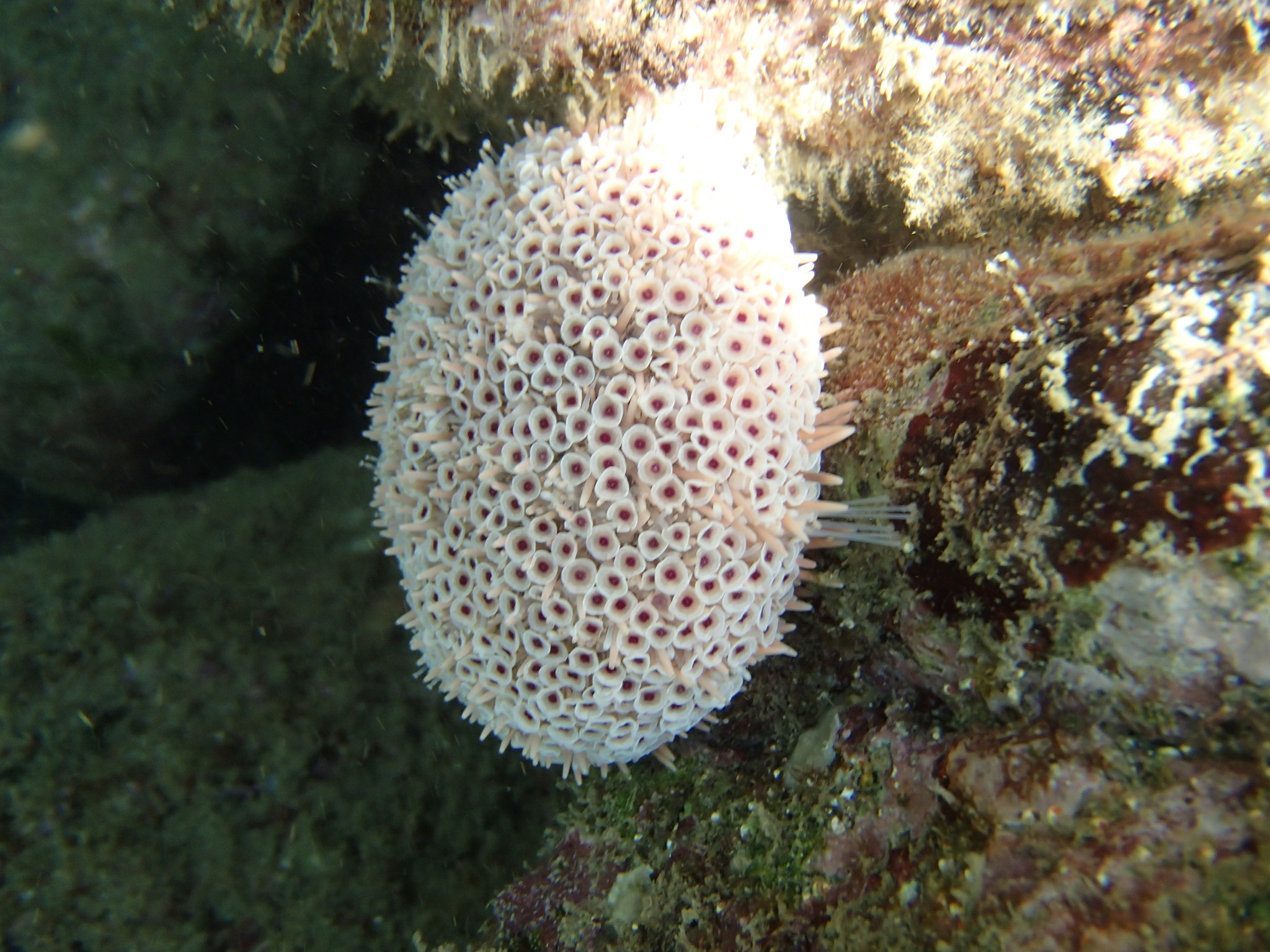 Pink Rose Urchin