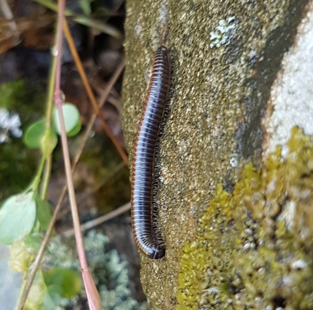 Megaphyllum from Central Macedonia, Greece on June 10, 2022 at 09:47 AM ...