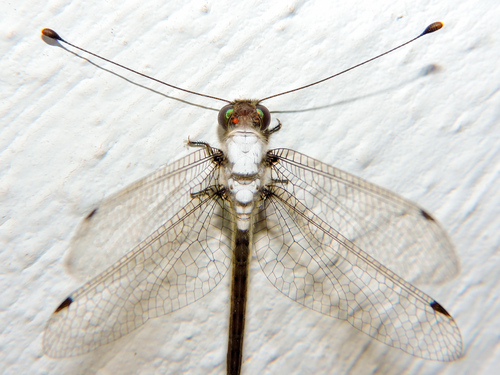 Genus Amoea · iNaturalist