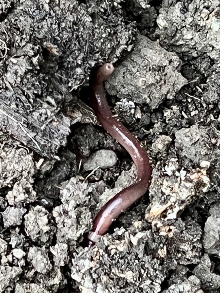 Rustic Jumping Worm from Laguna Beach, CA, USA on July 12, 2022 at 06: ...