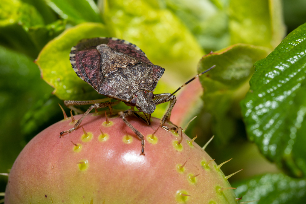 Brown Marmorated Stink Bug from King County, WA, USA on June 16, 2022 ...