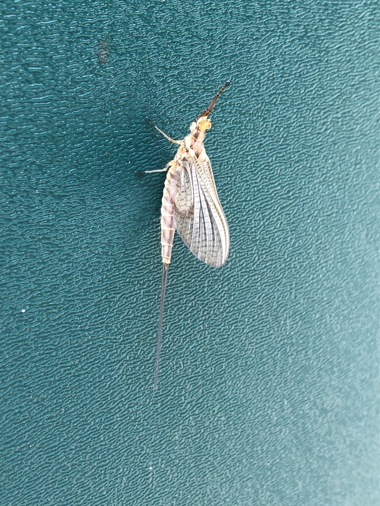 Giant Mayflies from Naubinway Rest Area, Naubinway, MI, US on July 12 ...