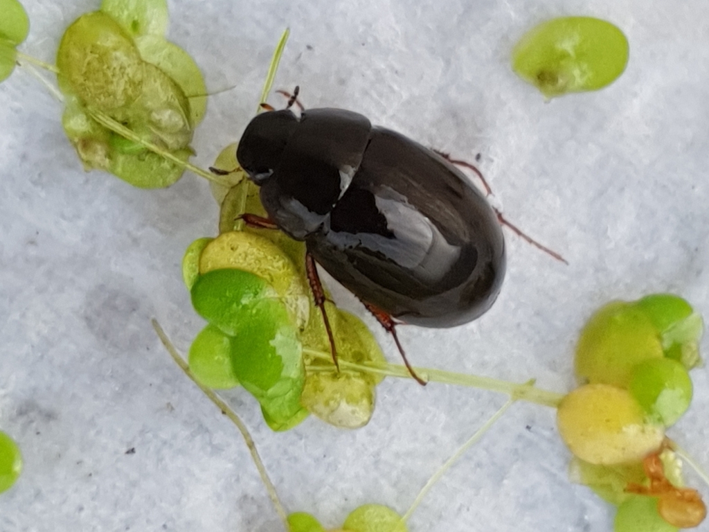 Hydrobius from Sankt Augustin on July 12, 2022 at 05:56 PM by swsankt ...