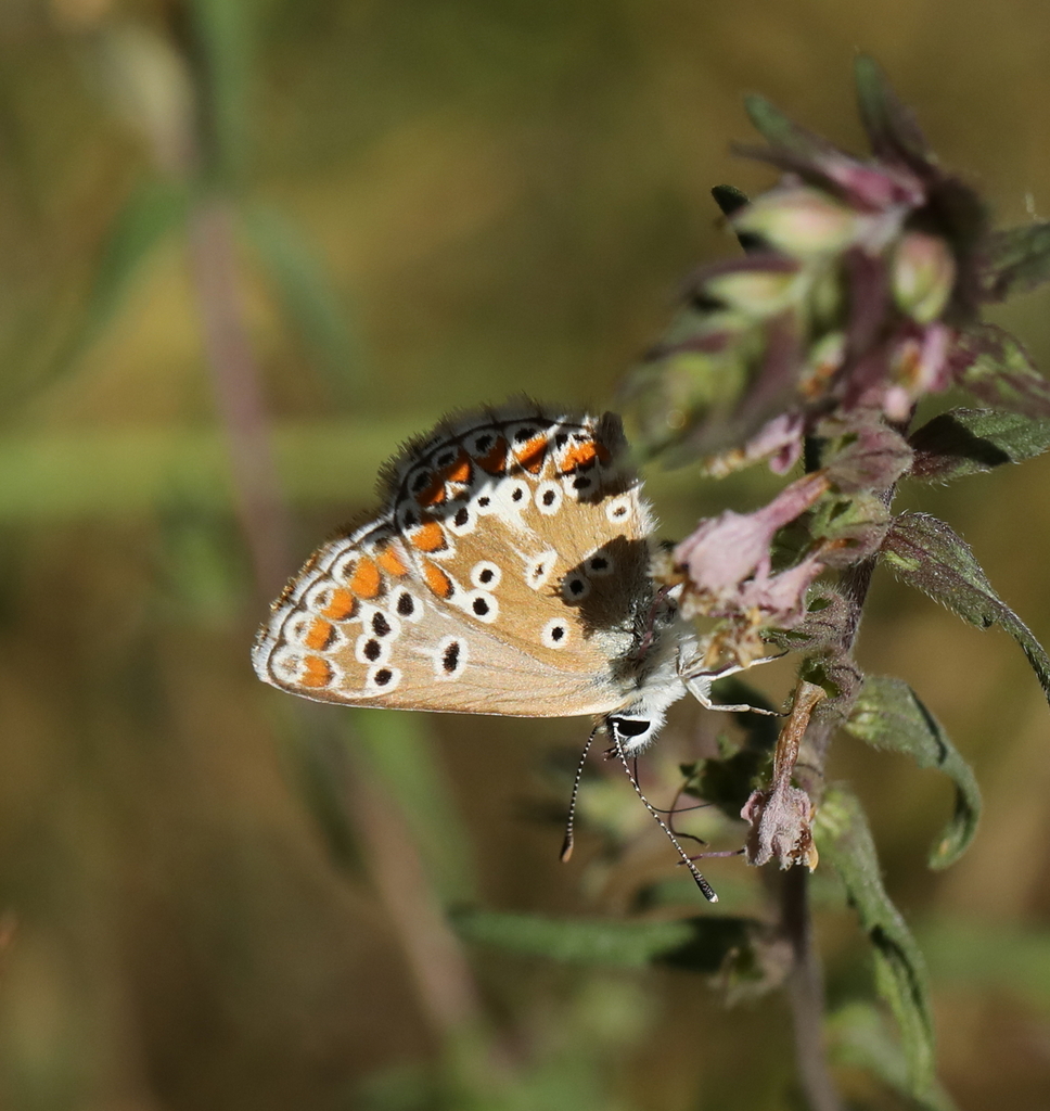 Brown Argus from Gonfreville-l'Orcher, France on July 12, 2022 at 07:26 ...