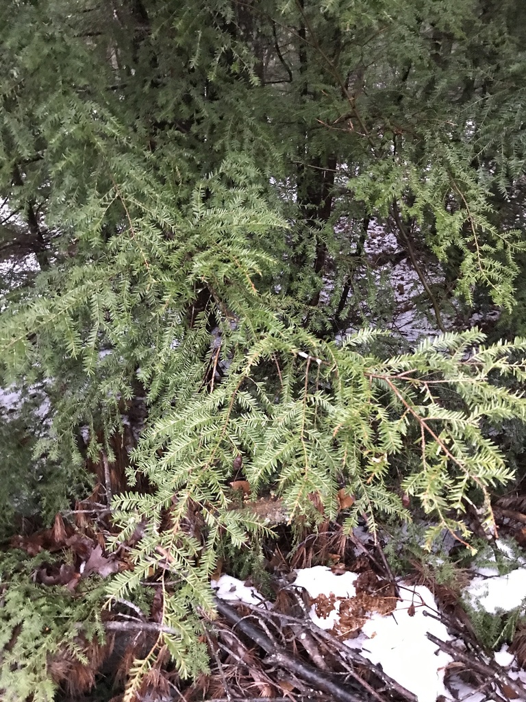eastern hemlock from Worcester, Massachusetts, United States on ...