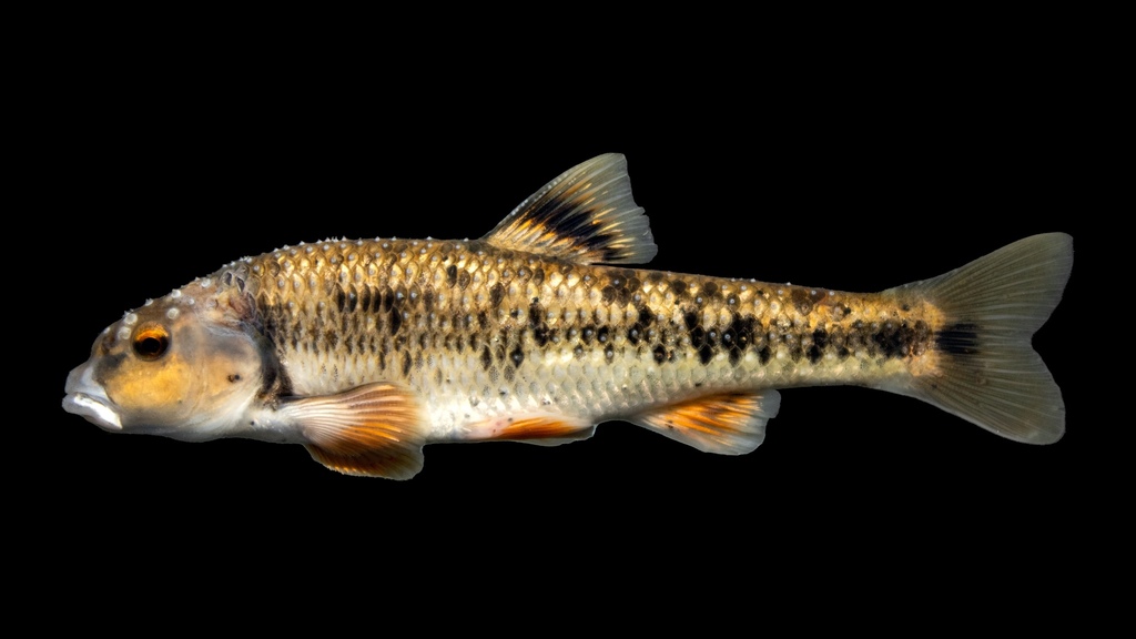 Central Stoneroller (Campostoma anomalum) - Marine Life Identification