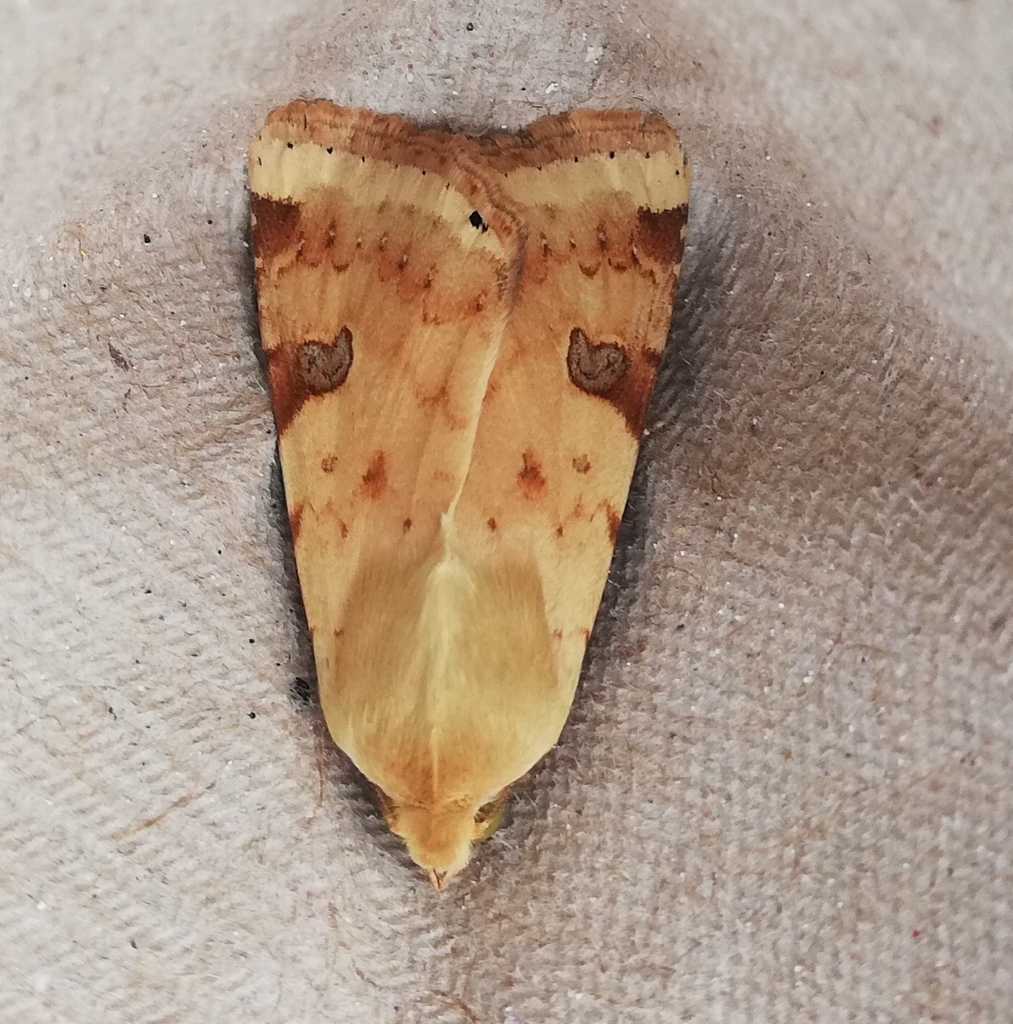 The Bordered Straw from Allmicroalgae - Natural Products, S.A on May 12 ...