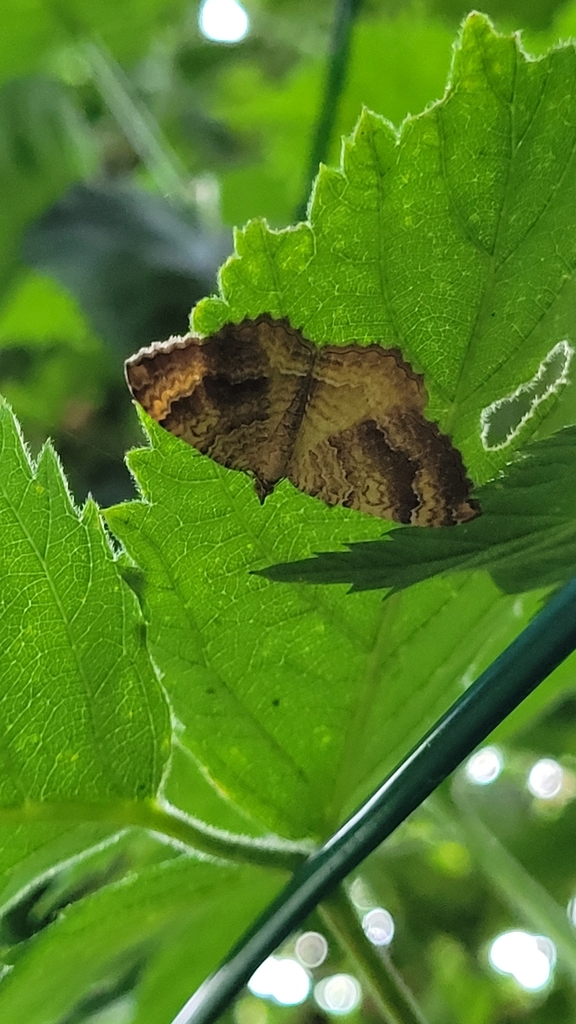 Yellow Shell Moth from 2550 Kontich, België on July 12, 2022 at 07:37 ...