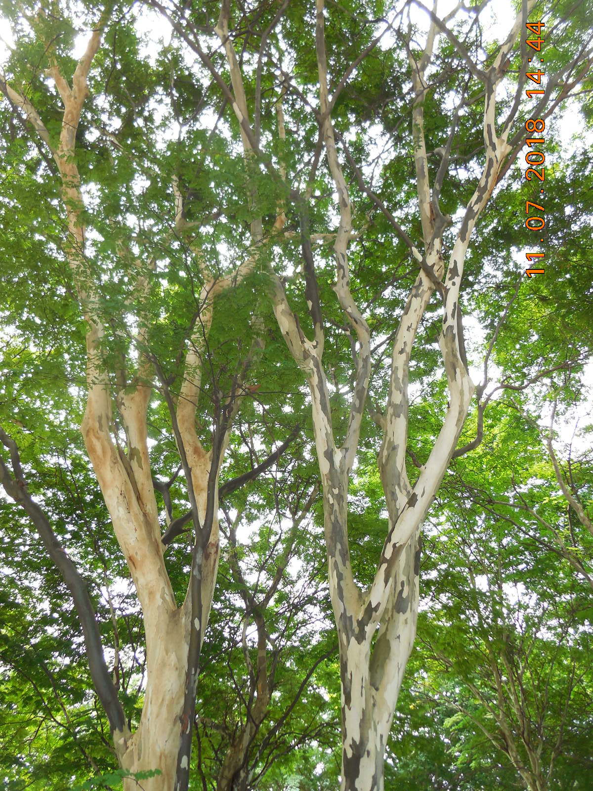 Libidibia ferrea (Mart. ex Tul.) L.P.Queiroz