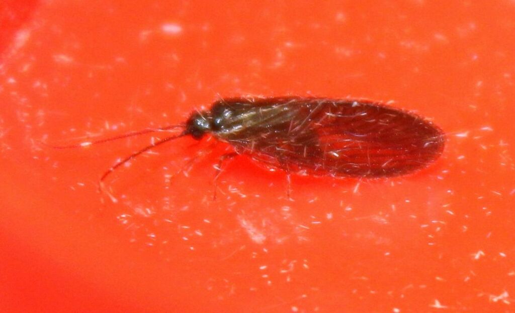 Black Spongillafly from Netherton, Dudley, UK on July 12, 2022 at 07:06 ...