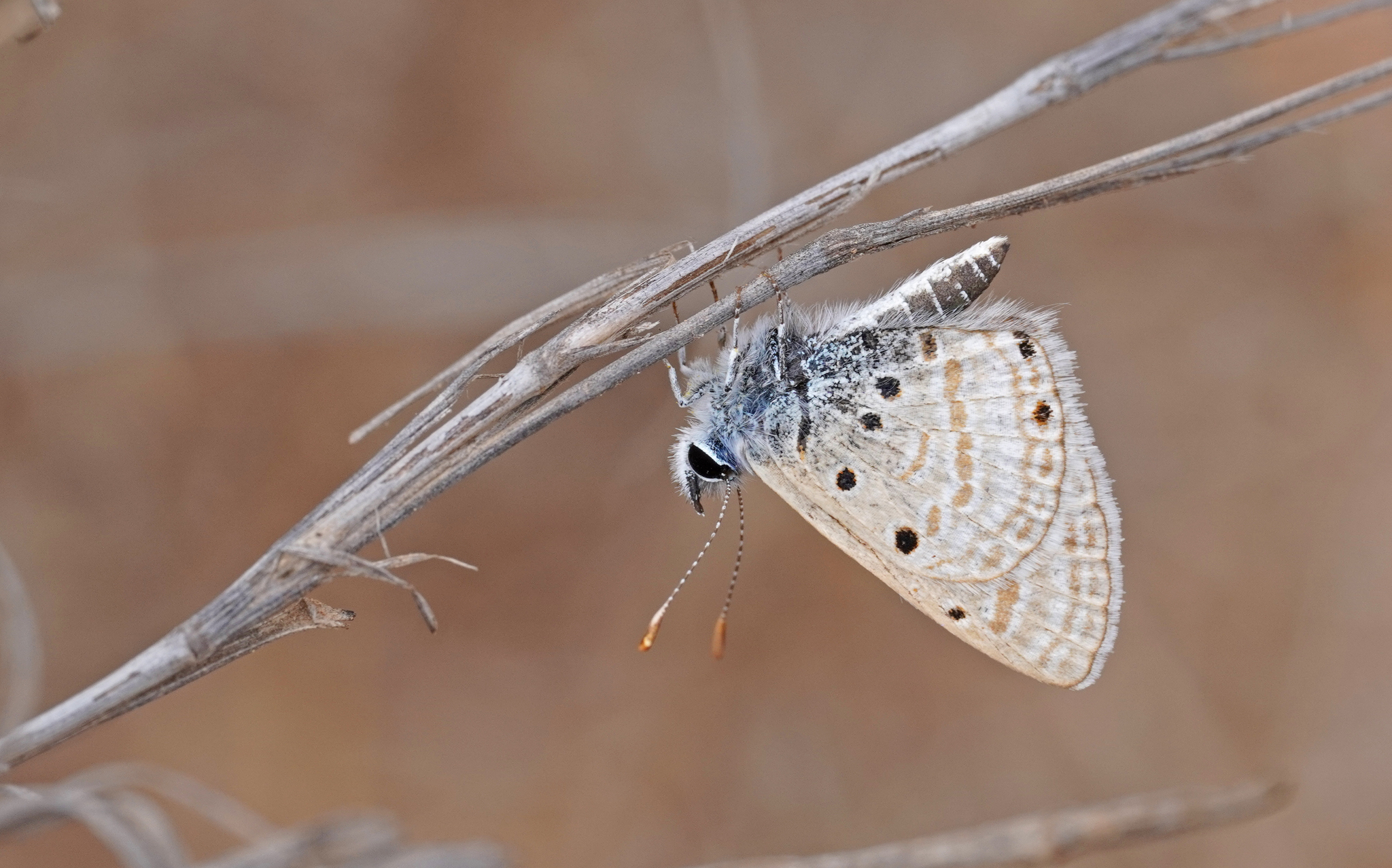 Azanus ubaldus (Cramer, 1782)