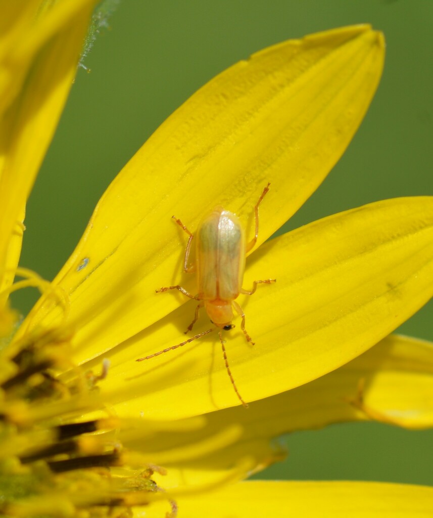 northern corn rootworm from Winnebago County, US-IL, US on July 12 ...