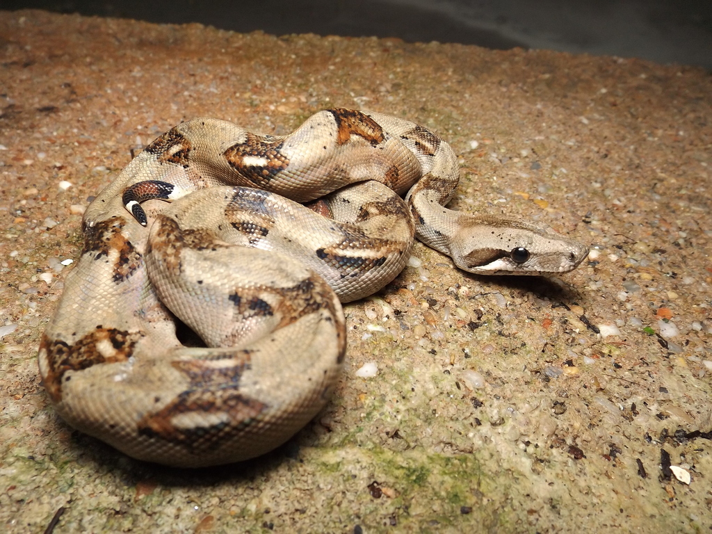 Central American Boa from Minatitlán, Ver., México on October 1, 2017 ...