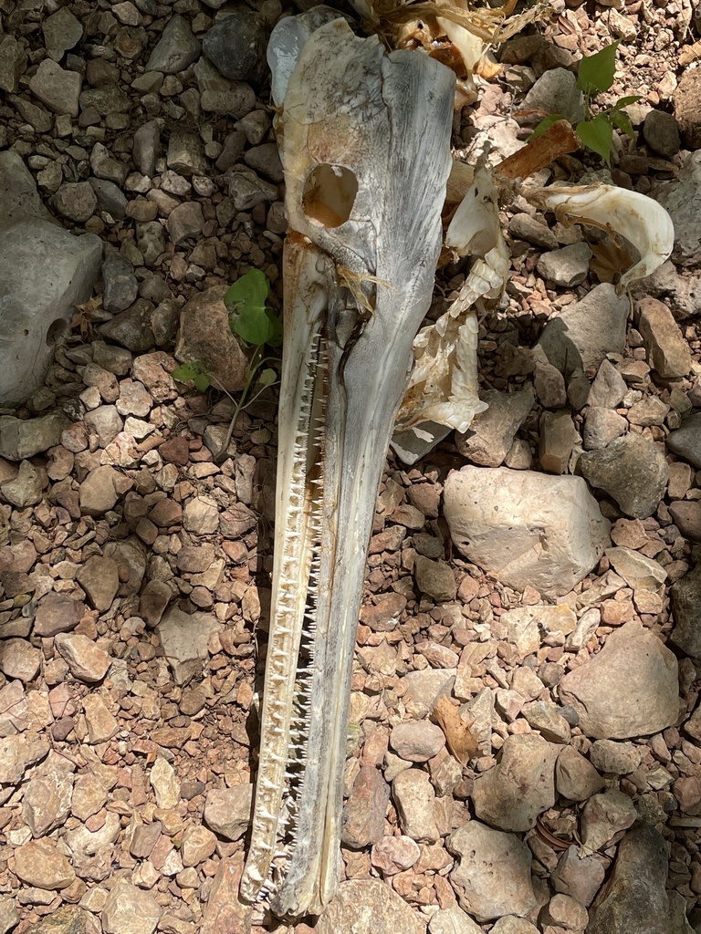 Longnose Gar from E 319 Trail, Afton, OK, US on July 12, 2022 at 01:33 ...