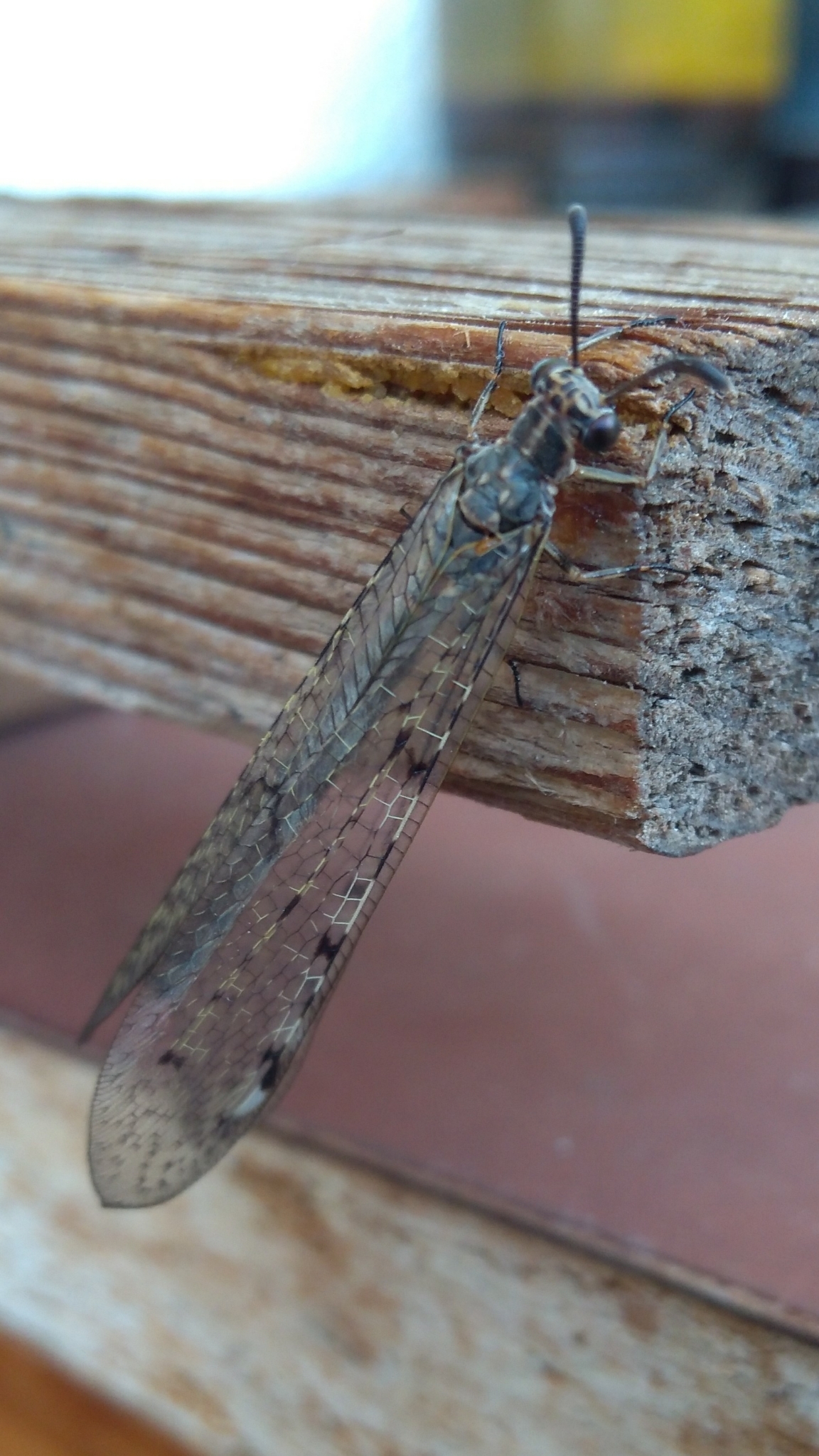 Euroleon nostras (Geoffroy, 1785)