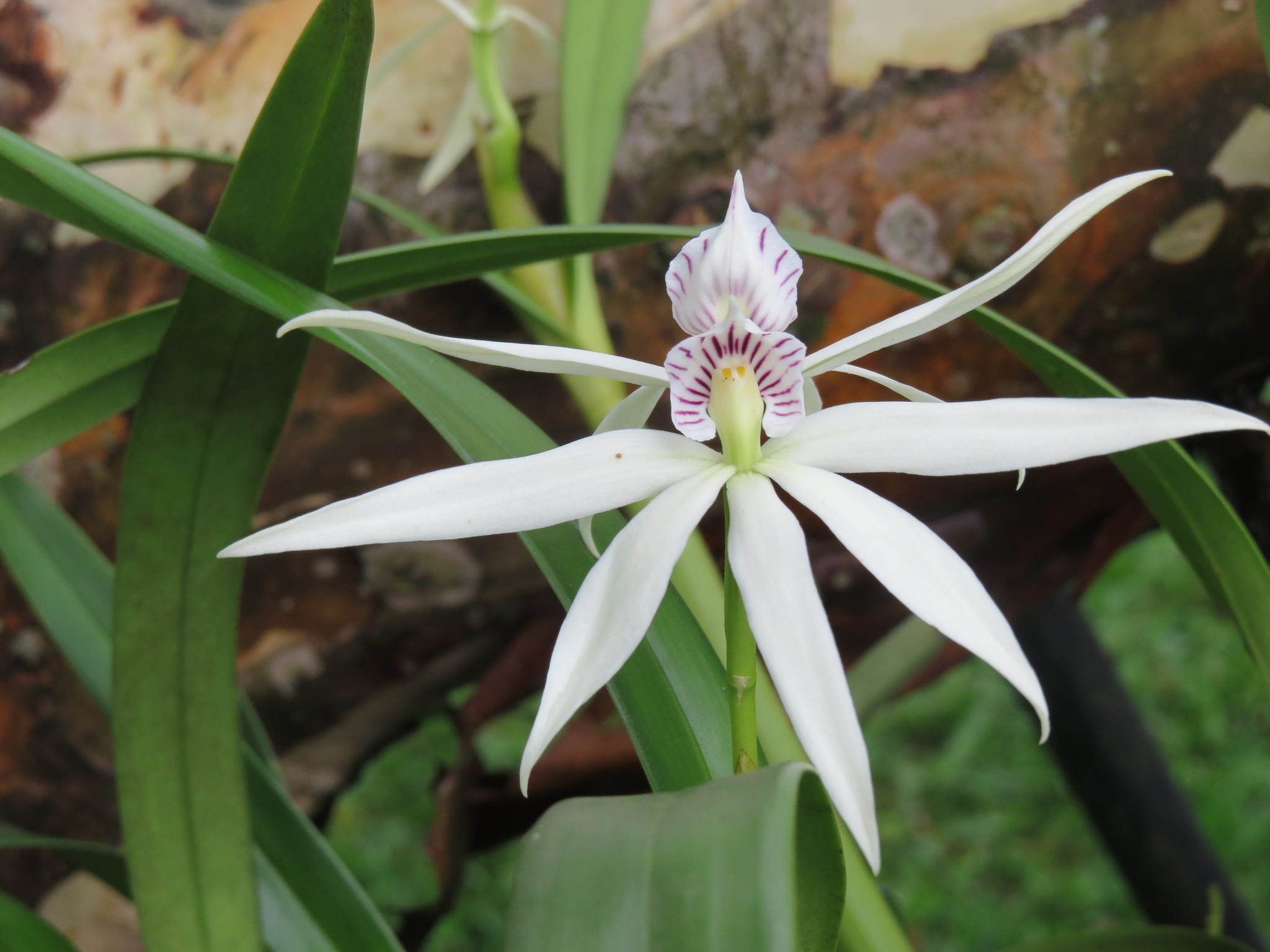 Prosthechea baculus (Rchb.f.) W.E.Higgins