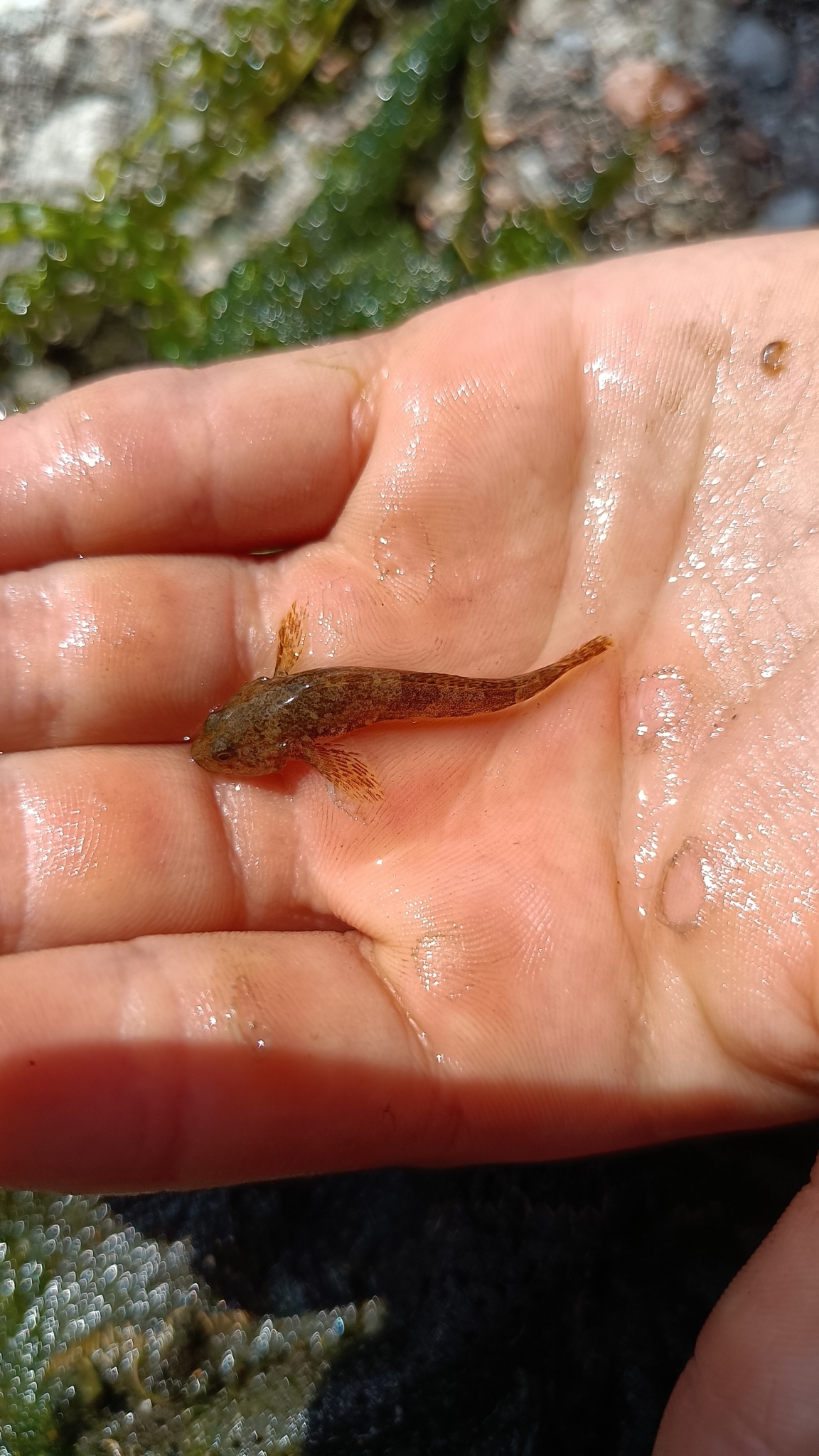 Cottus gobio Linnaeus, 1758