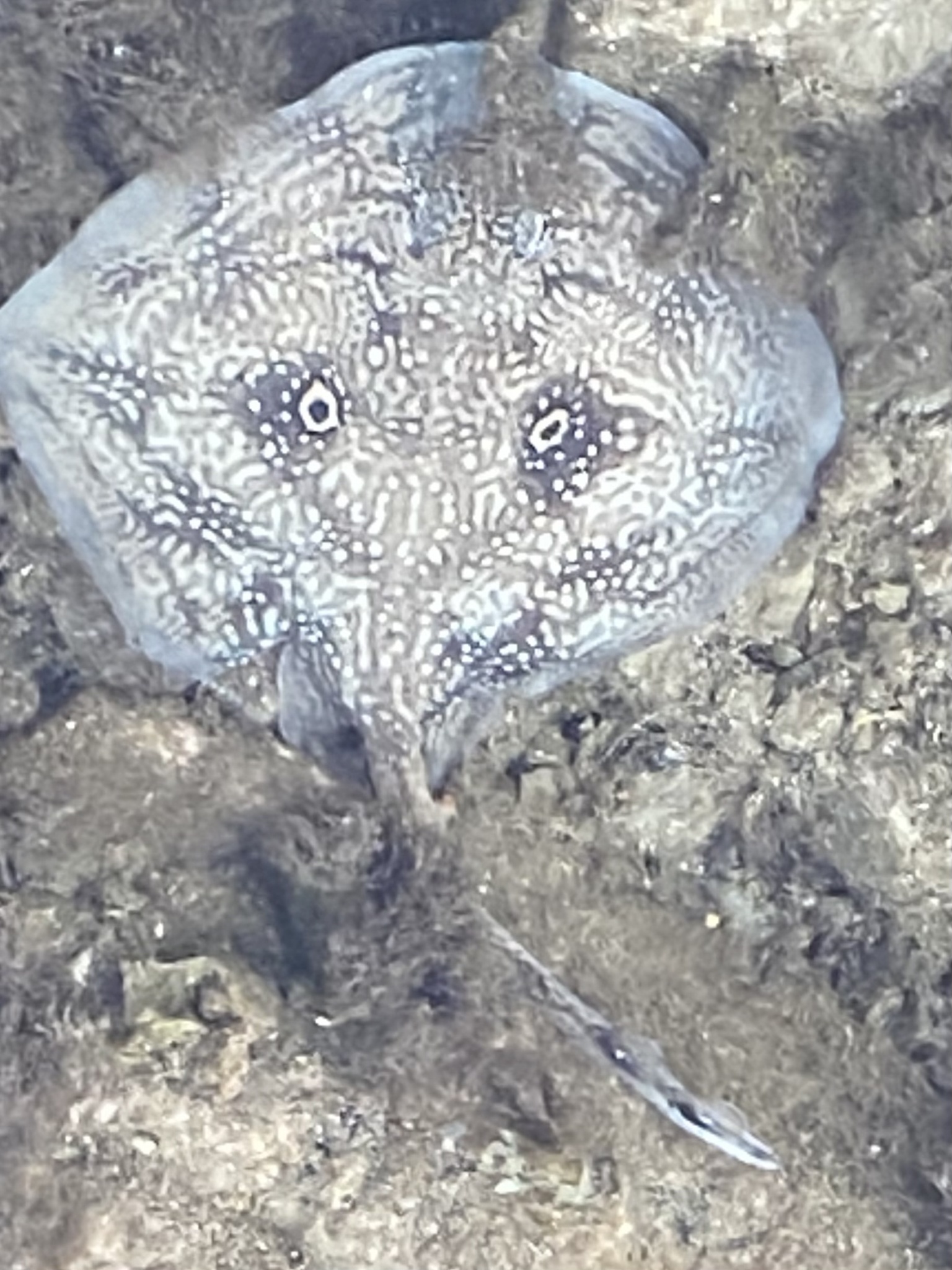 Raja radula Delaroche, 1809