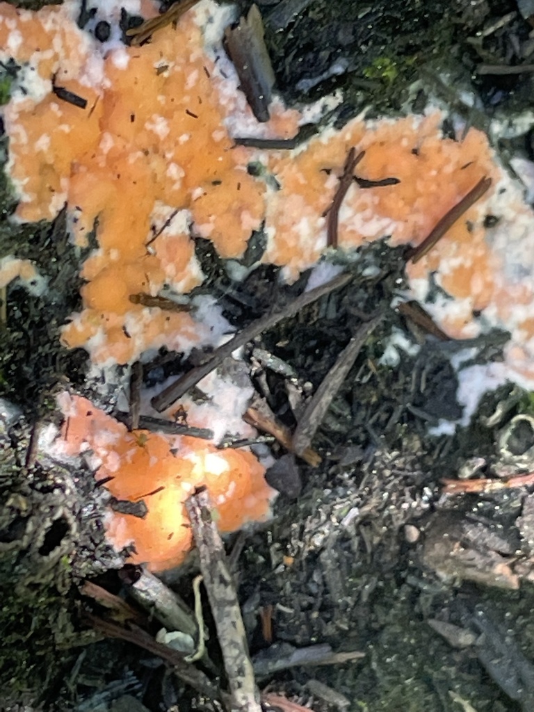 Pyronema omphalodes from Okanogan, WA, US on July 12, 2022 at 08:57 AM ...