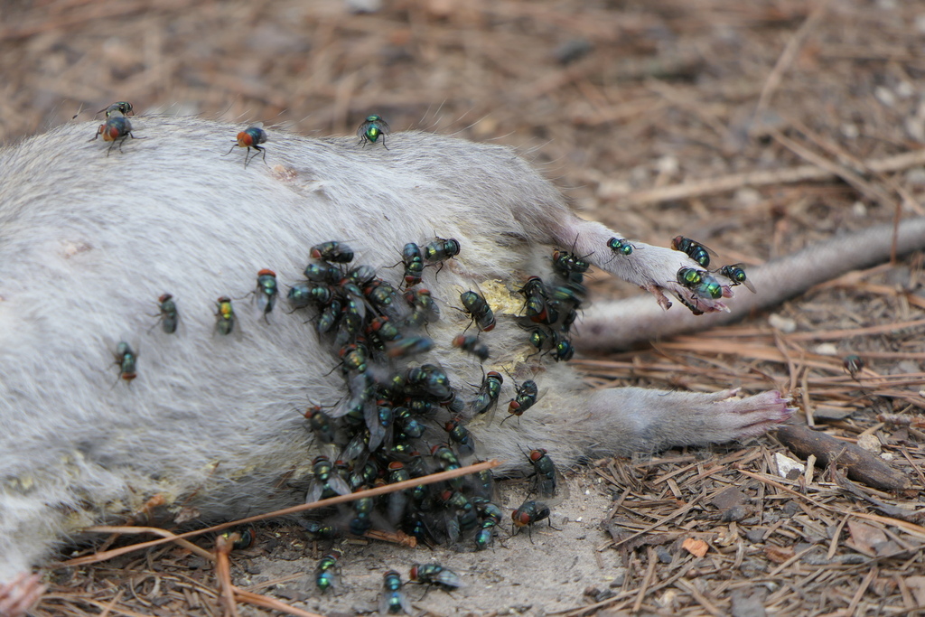 Brown Rat from Hermann Park, Houston, TX, USA on June 20, 2022 at 03:51 ...