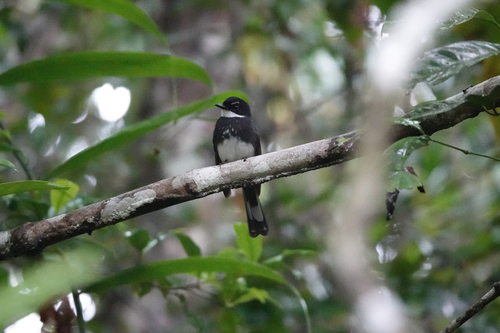 Northern Fantail (Biak) (Subspecies Rhipidura rufiventris kordensis ...