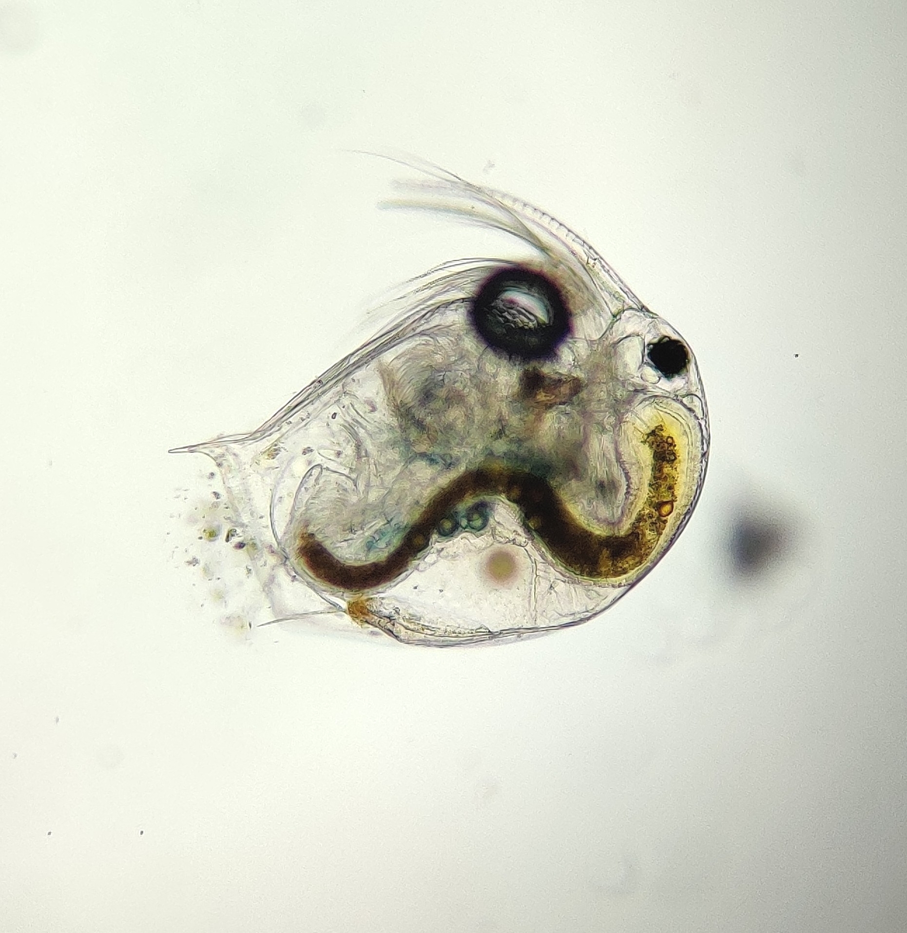 Bosmina longirostris (O.F.Müller, 1776)