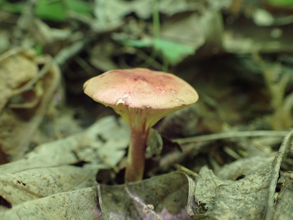 Phylloporus from Putnam County on July 09, 2022 by Bonnie · iNaturalist
