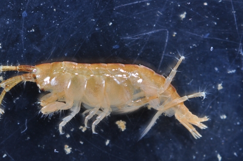 (Ampithoe rubricata)