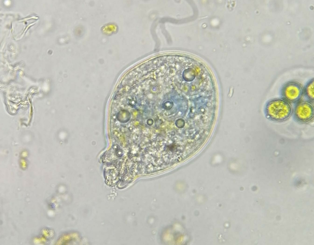 Ascomorpha from Scheibbs, AT-NO, AT on July 12, 2022 at 12:41 PM by ...