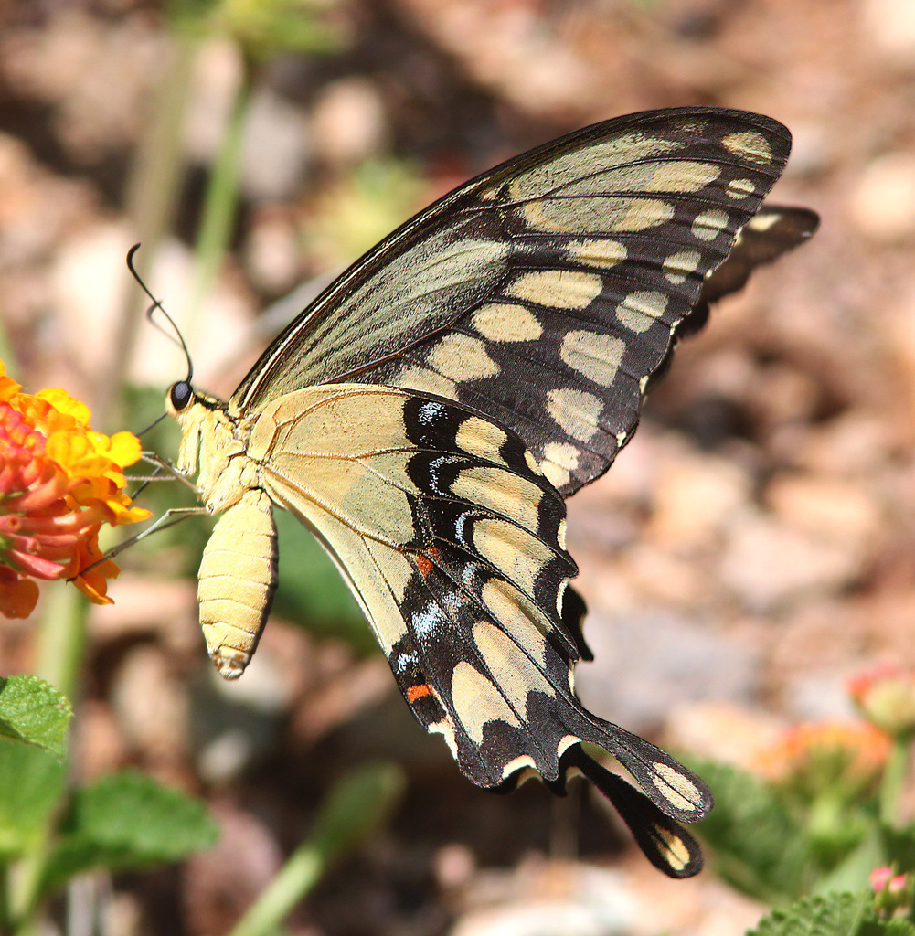 Western Giant Swallowtail (San Antonio Missions National Historical ...