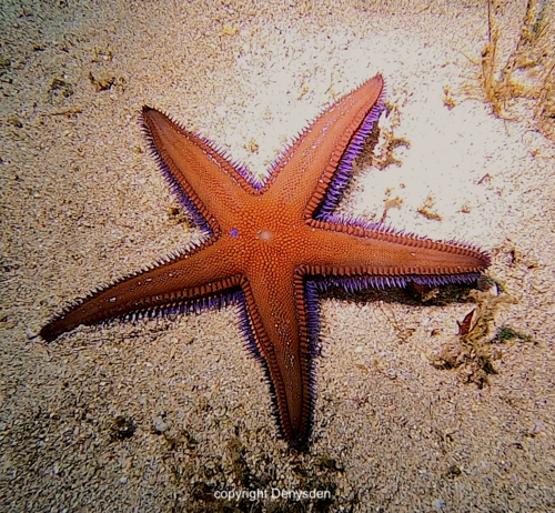 Astropecten africanus · iNaturalist Mexico