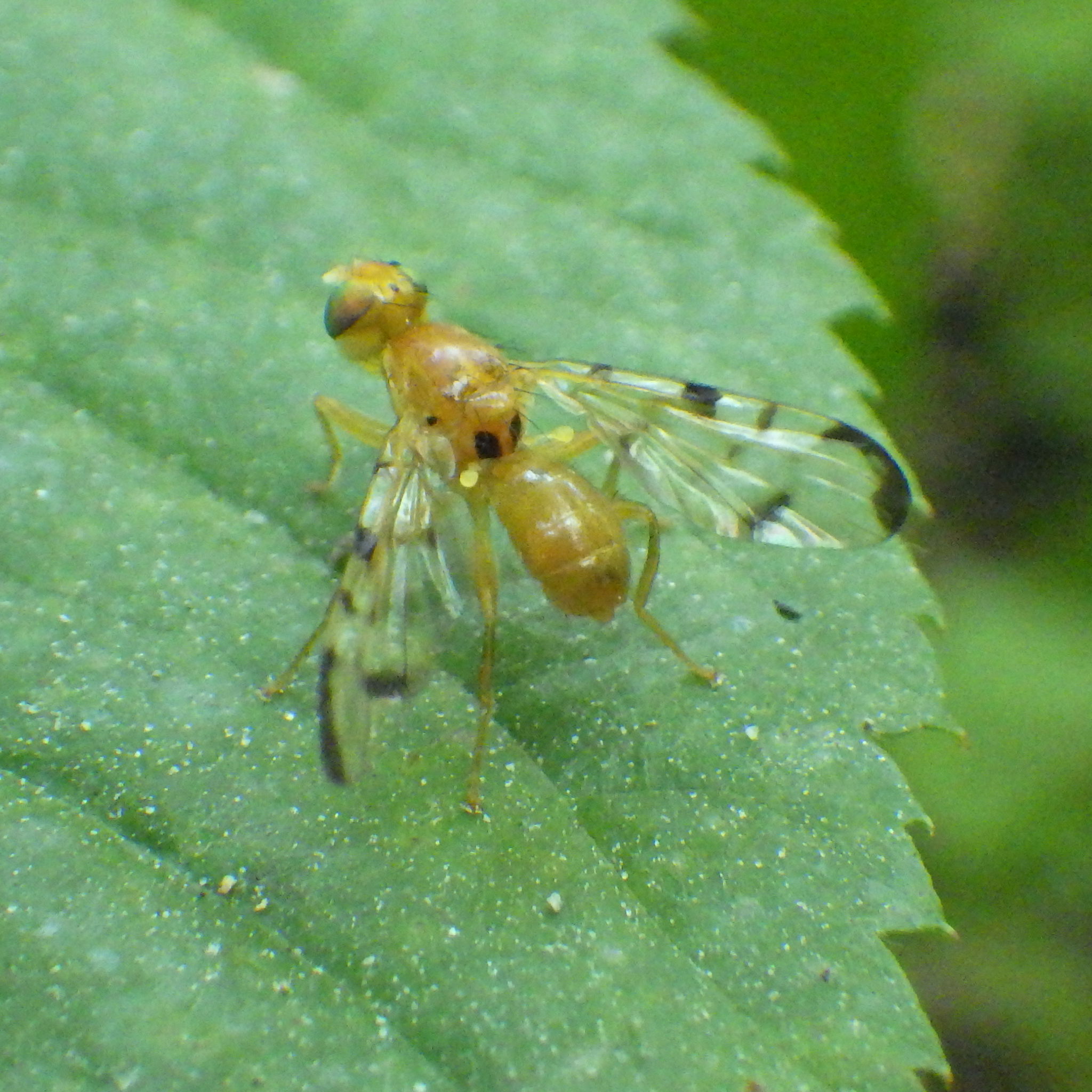 Acidia cognata (Wiedemann, 1817)