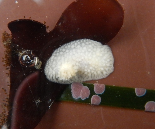 Fuzzy Onchidoris (Sea Slugs - Nudibranchs of California) · iNaturalist